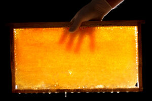 Honey Fraud Explained: How to Spot Fake Honey and Why It Matters ...